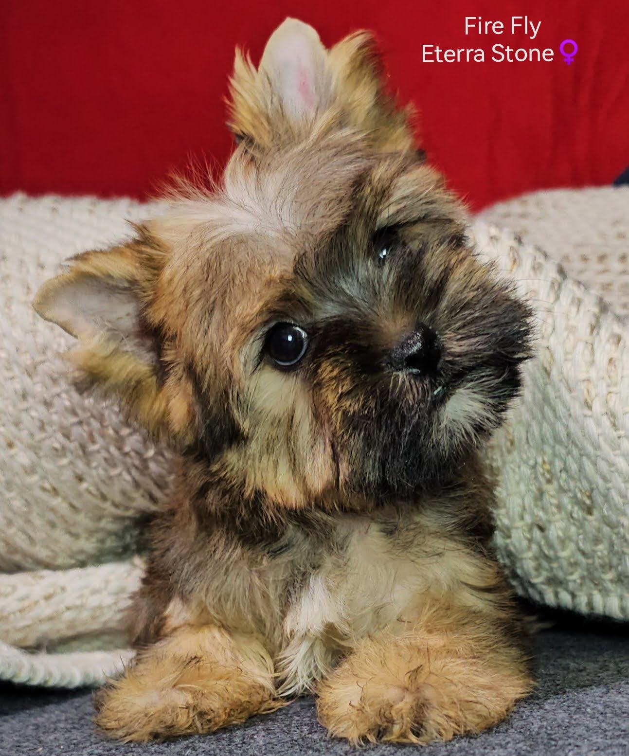 YORKSHIRE TERIER (BARVNI) mladički—600€ do 1800€—RAČUN—SL CRP—RODOVNIK