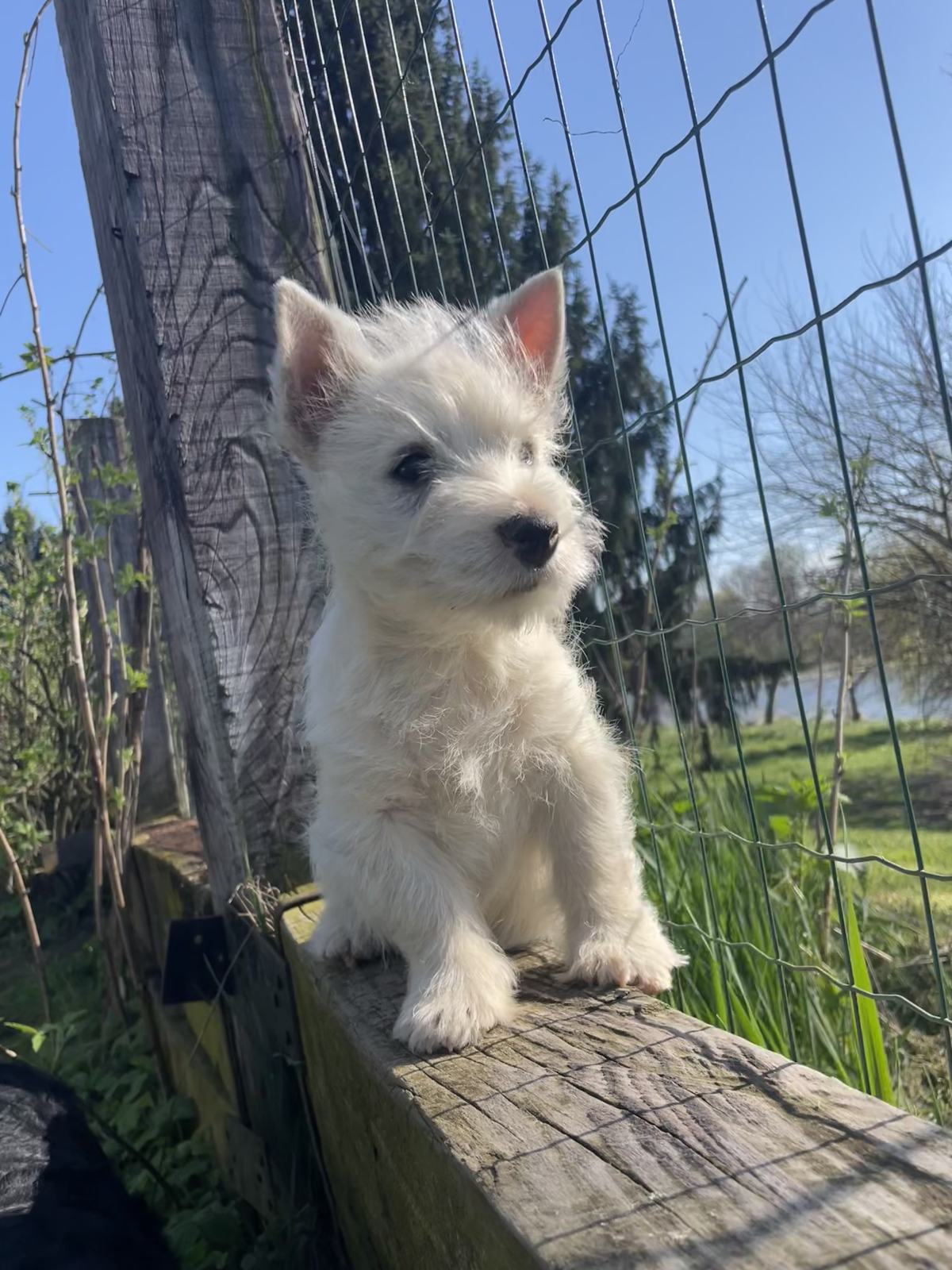 Zahodnovišavski beli terier - West Highland white terrier