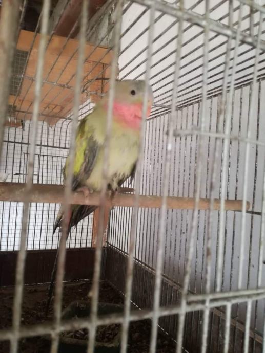 Iscem zenku papige princeze