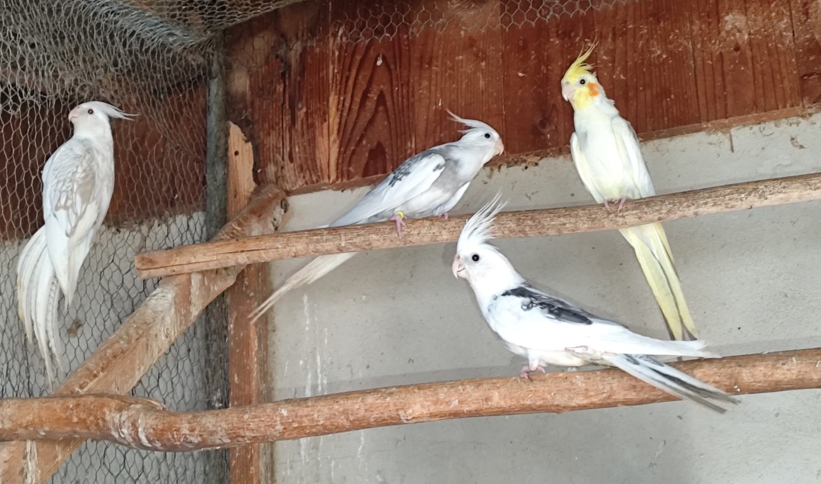 Nimfe z lickami in brez lick