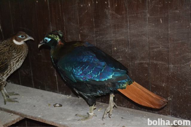 Glanc fazan ( Lophophorus impejanus) par 2019