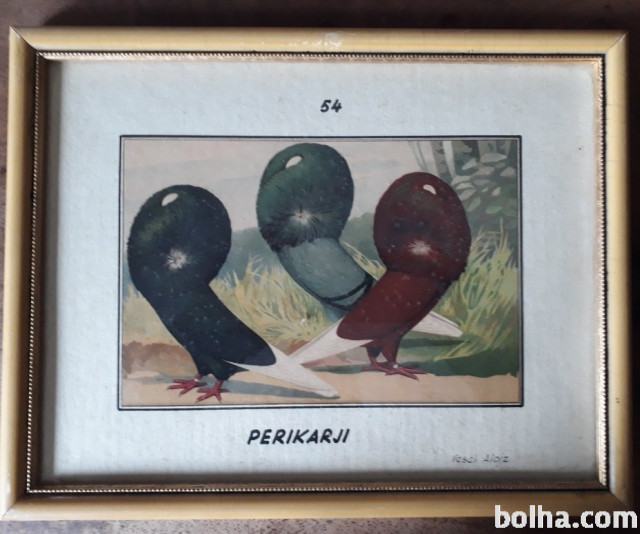 Golobi, zbirka 130 grafik