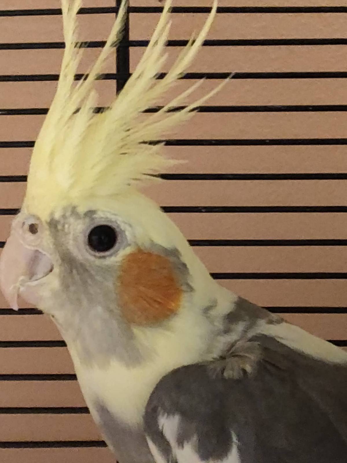 NImfe