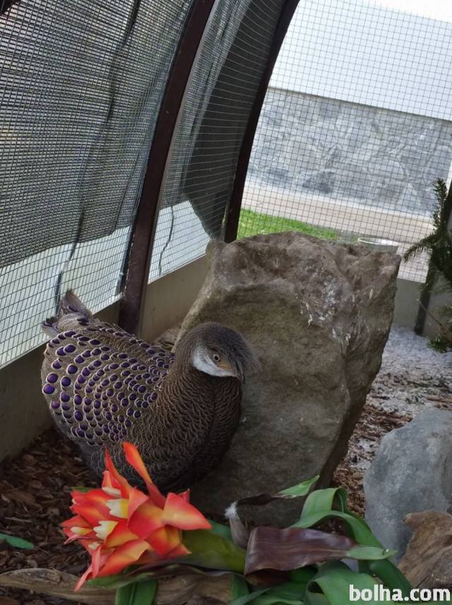 PAVJI FAZAN (Polyplectron bicalcaratum)