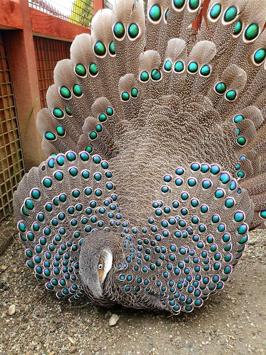 SIVI PAVJI FAZAN - samec