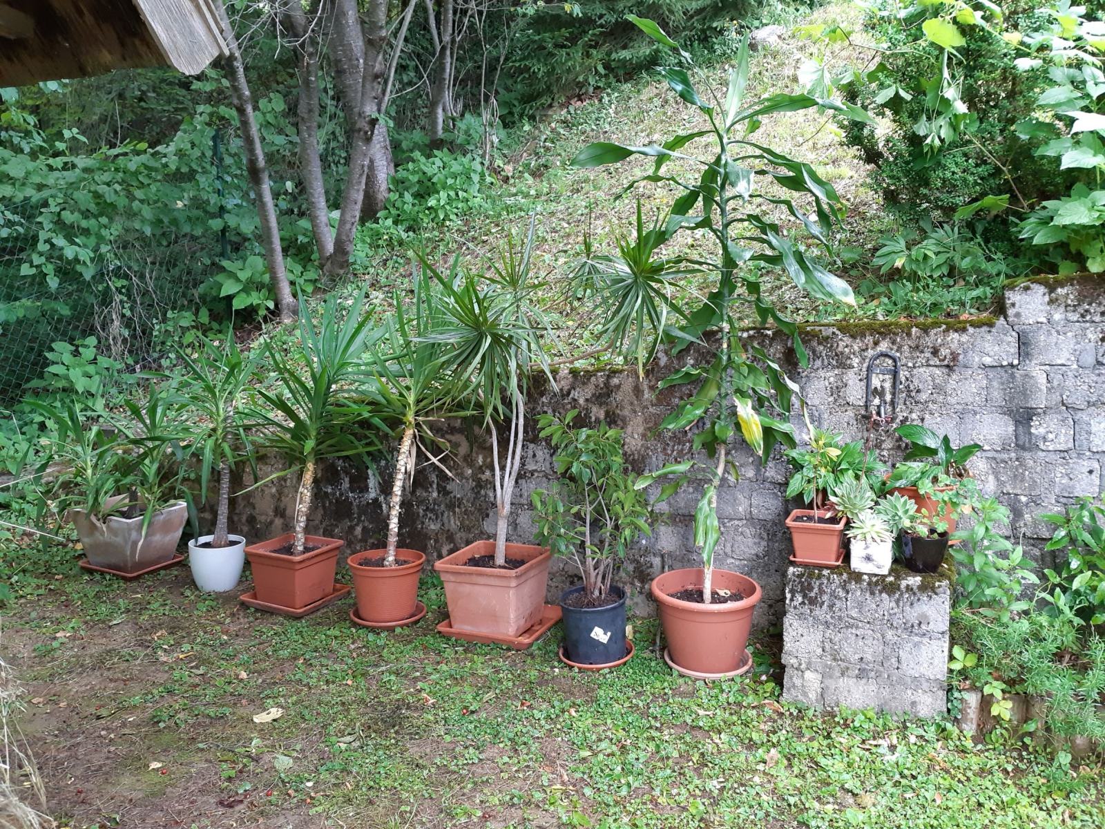 Visoke sobne rastline-loncnice