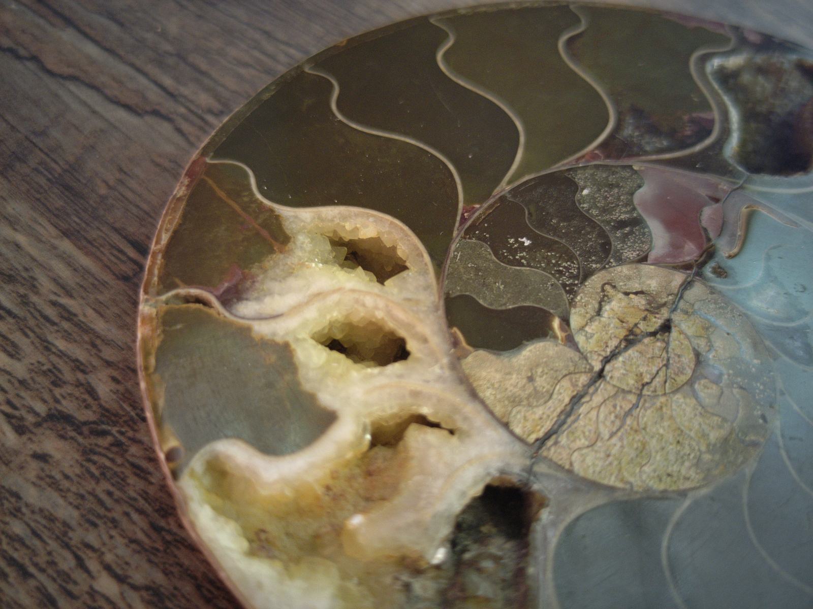 Ammonite fosil, prerez