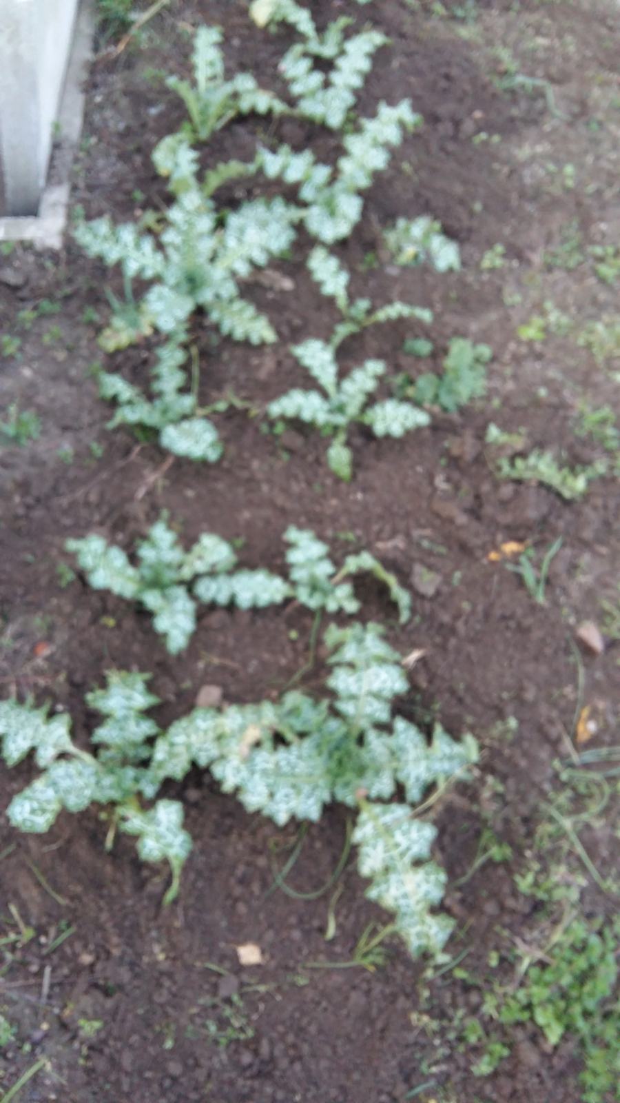 PEGASTI BADELJ, ČRNA META, RUMENI DREN, SADIKE PRODAM.