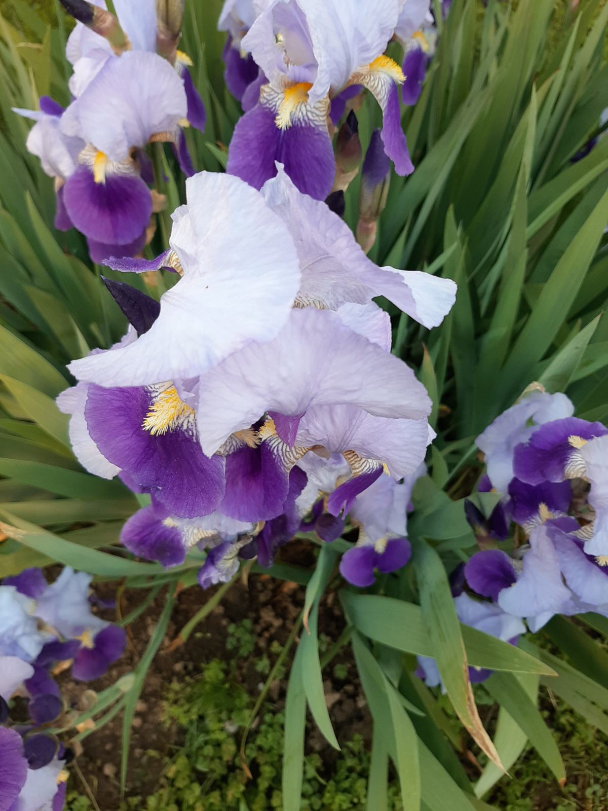 Prodam perunike oz. iris modre barve