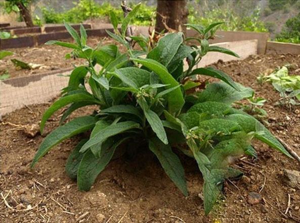 Gabez - Sadika Ruski gabez - Symphytum X Uplandicum