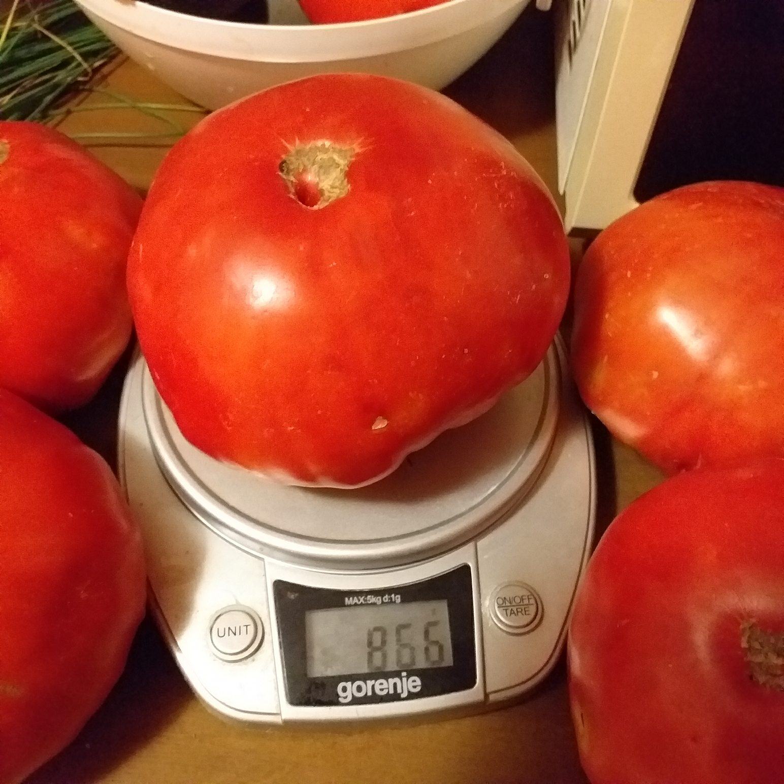 SADIKE PARADIŽNIKA - STARA SORTA- ekološko vzgojeno
