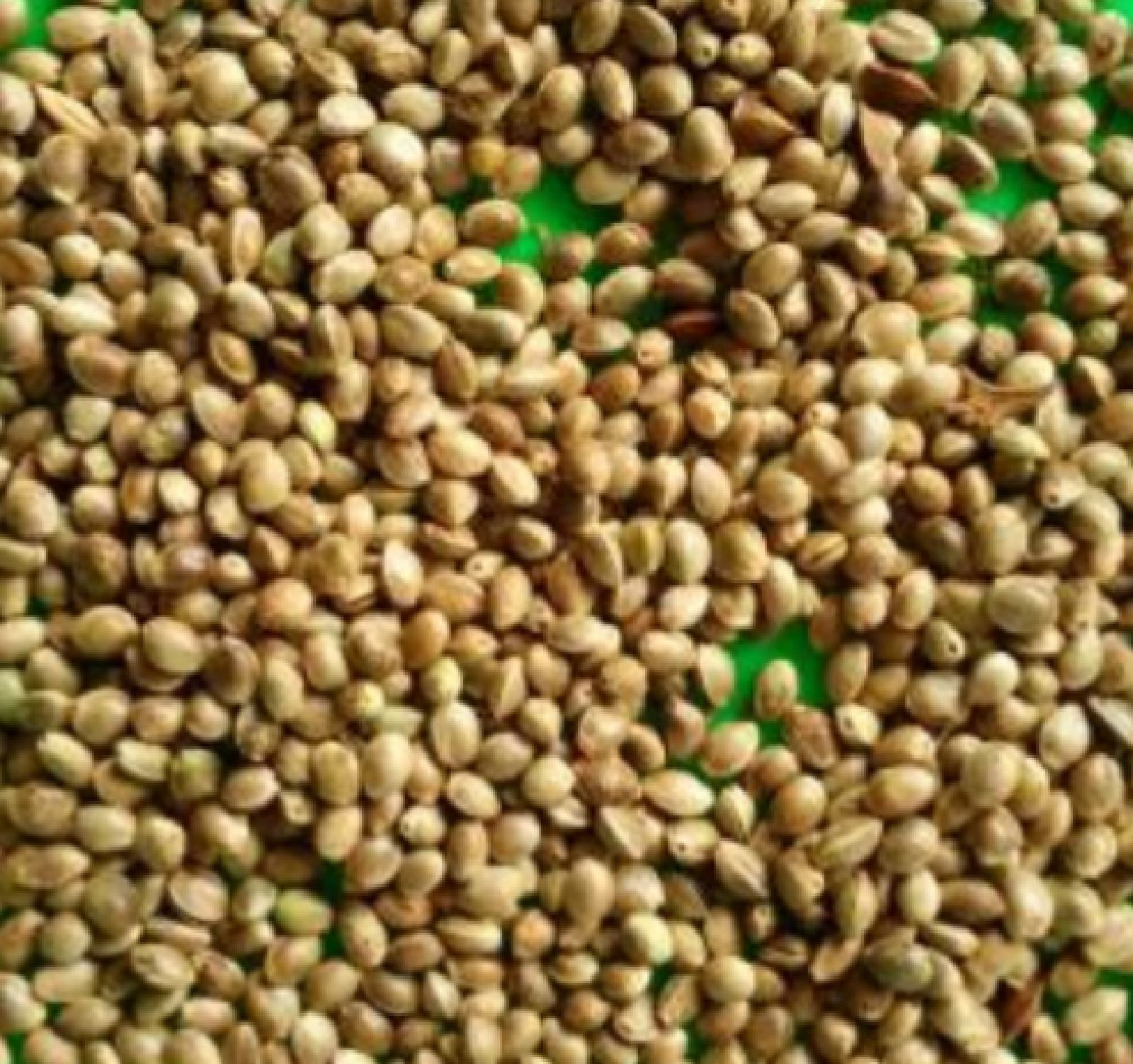 Seme konoplje - konopljino seme prodam + v juliju dostava 0€ MB
