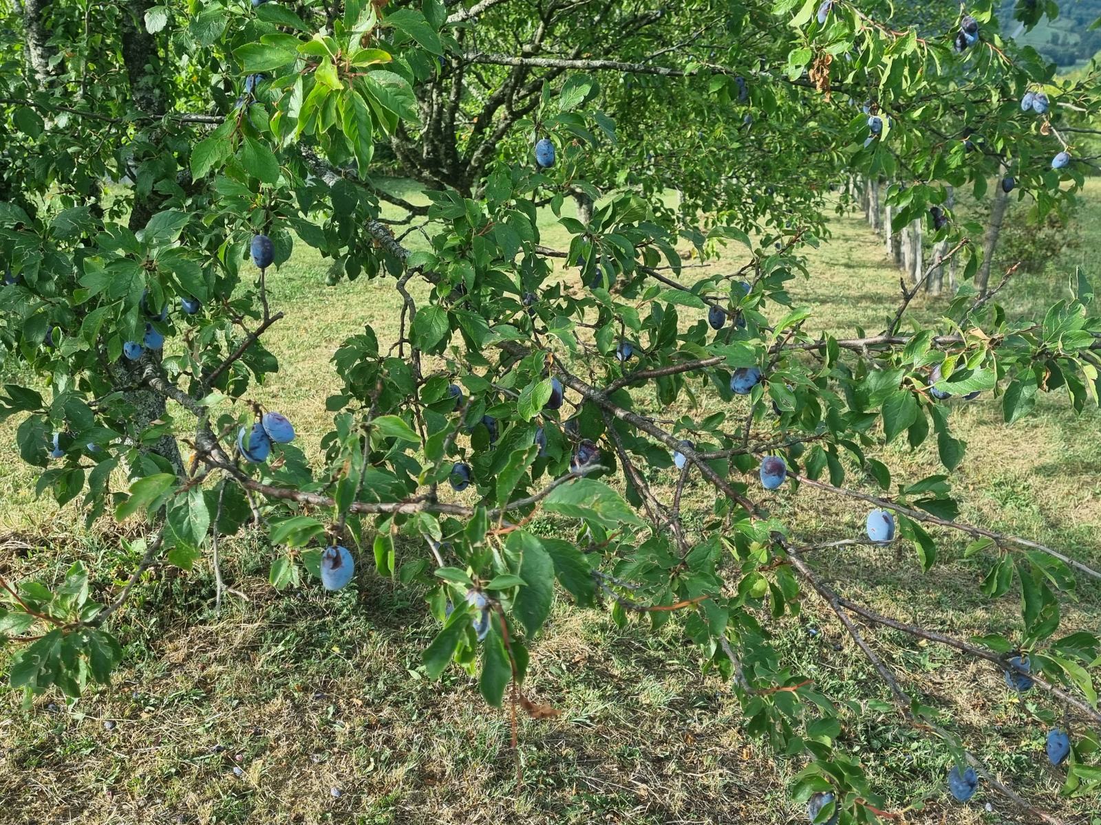 BRKINSKE slive, BIO Nešpricane