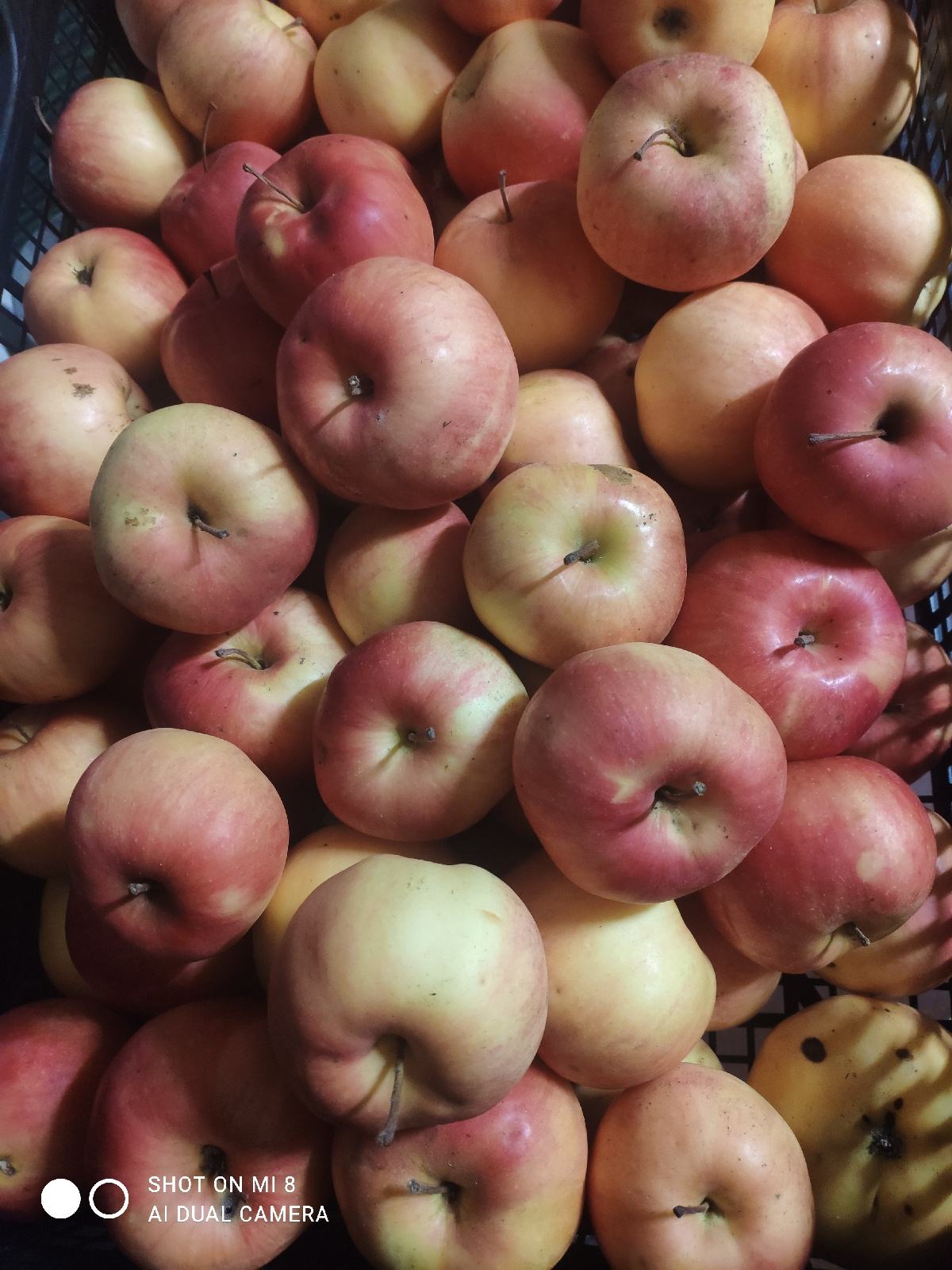 Domača neškropljena jabolka Idared