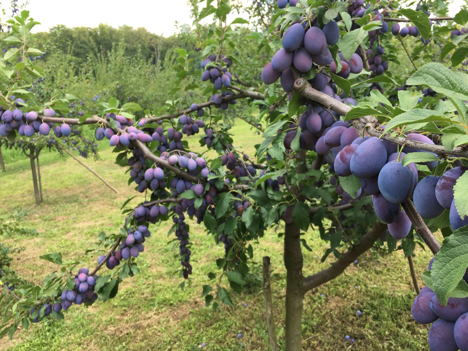 Podamo Slive (Čačanska rodna) 1,5€/kg inf.: 041790995