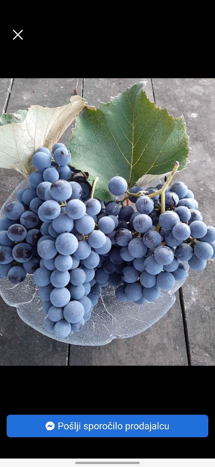 grozdje jurka, gemaj, isabela