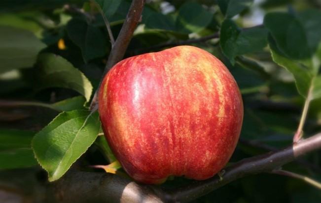 Jabolka – Rdeči grafenštajnc