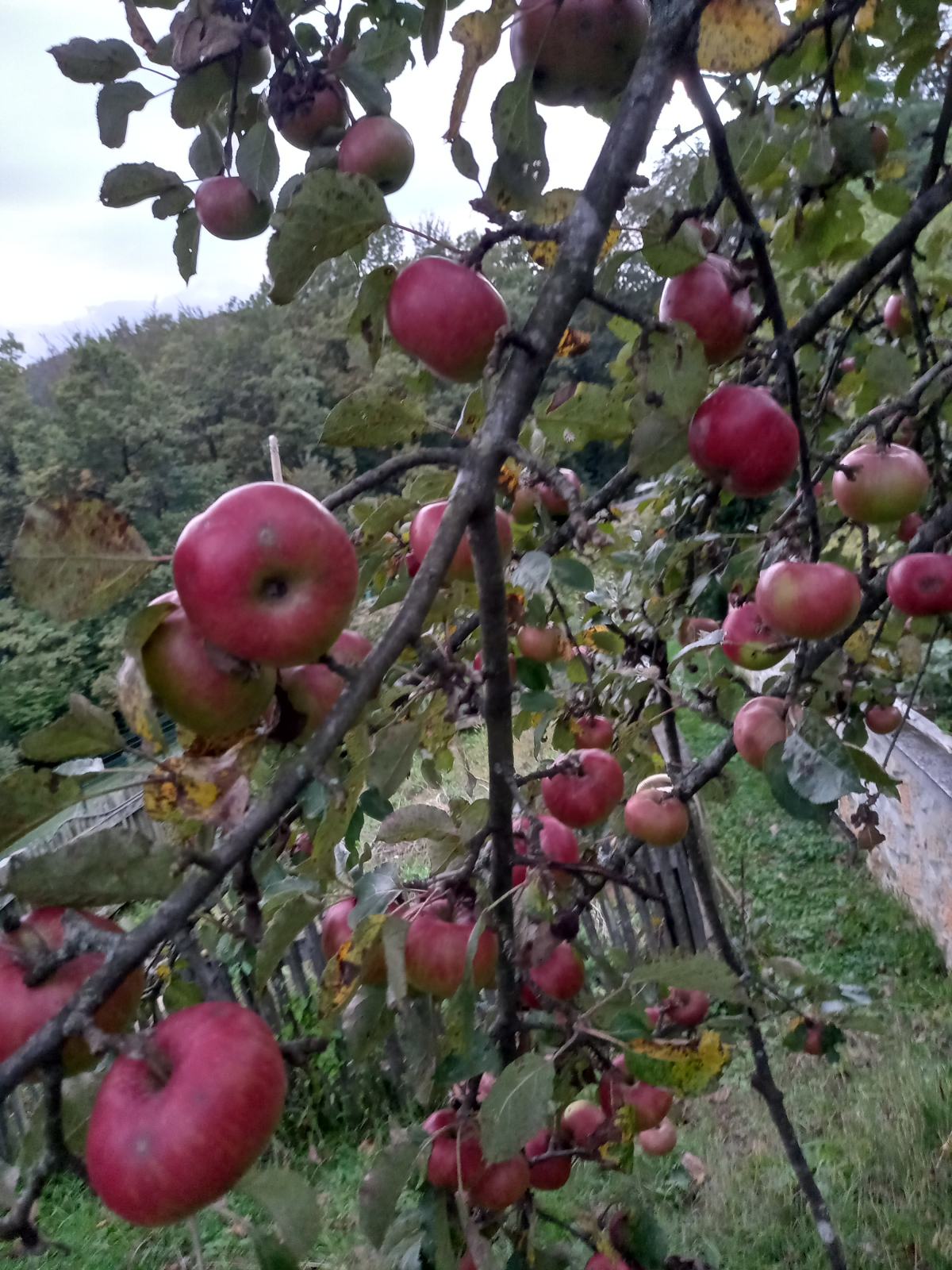 Jabolko domača ne škropljenja