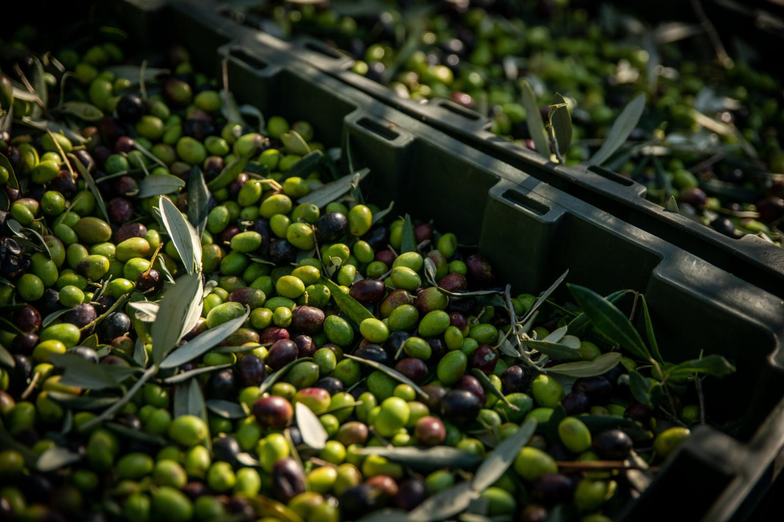 olive - oljke sveže