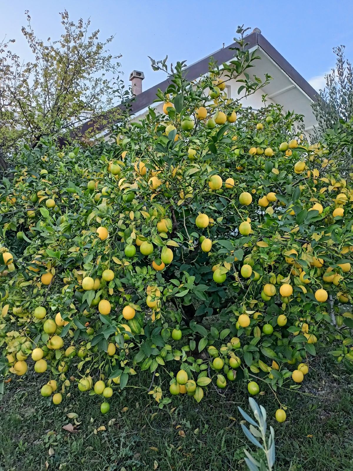 Prodam domače limone