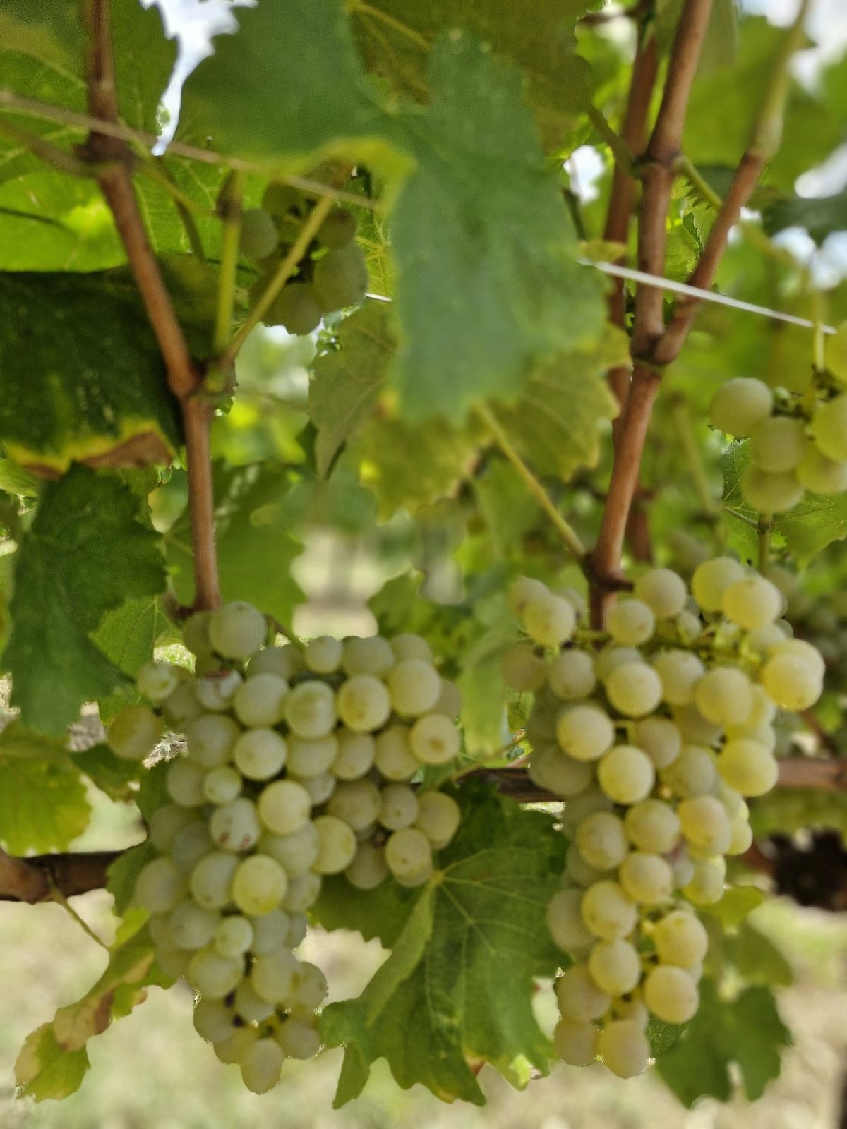 PRODAM GROZDJE SORTE SAUVIGNON