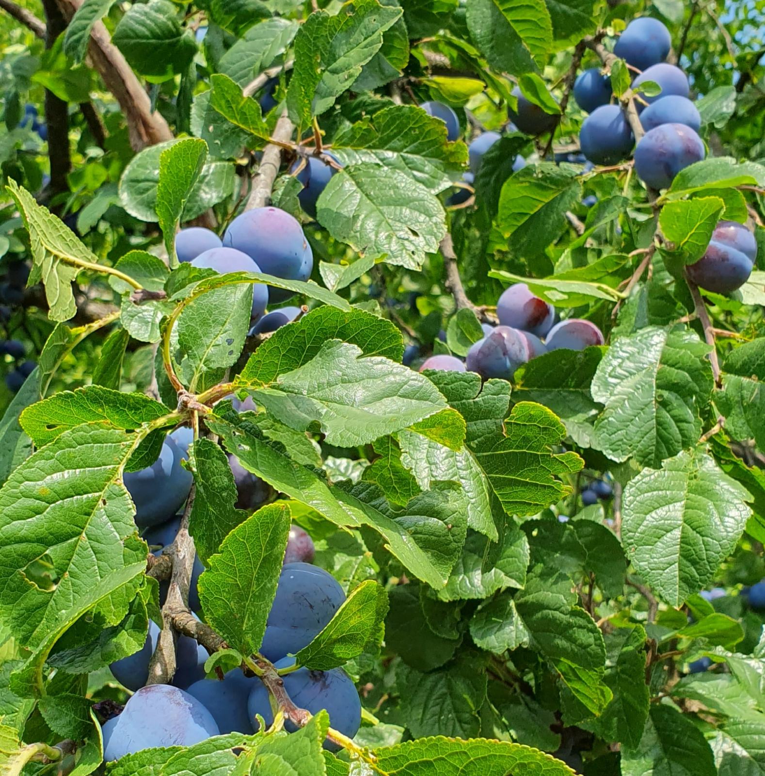 Slive različnih saort