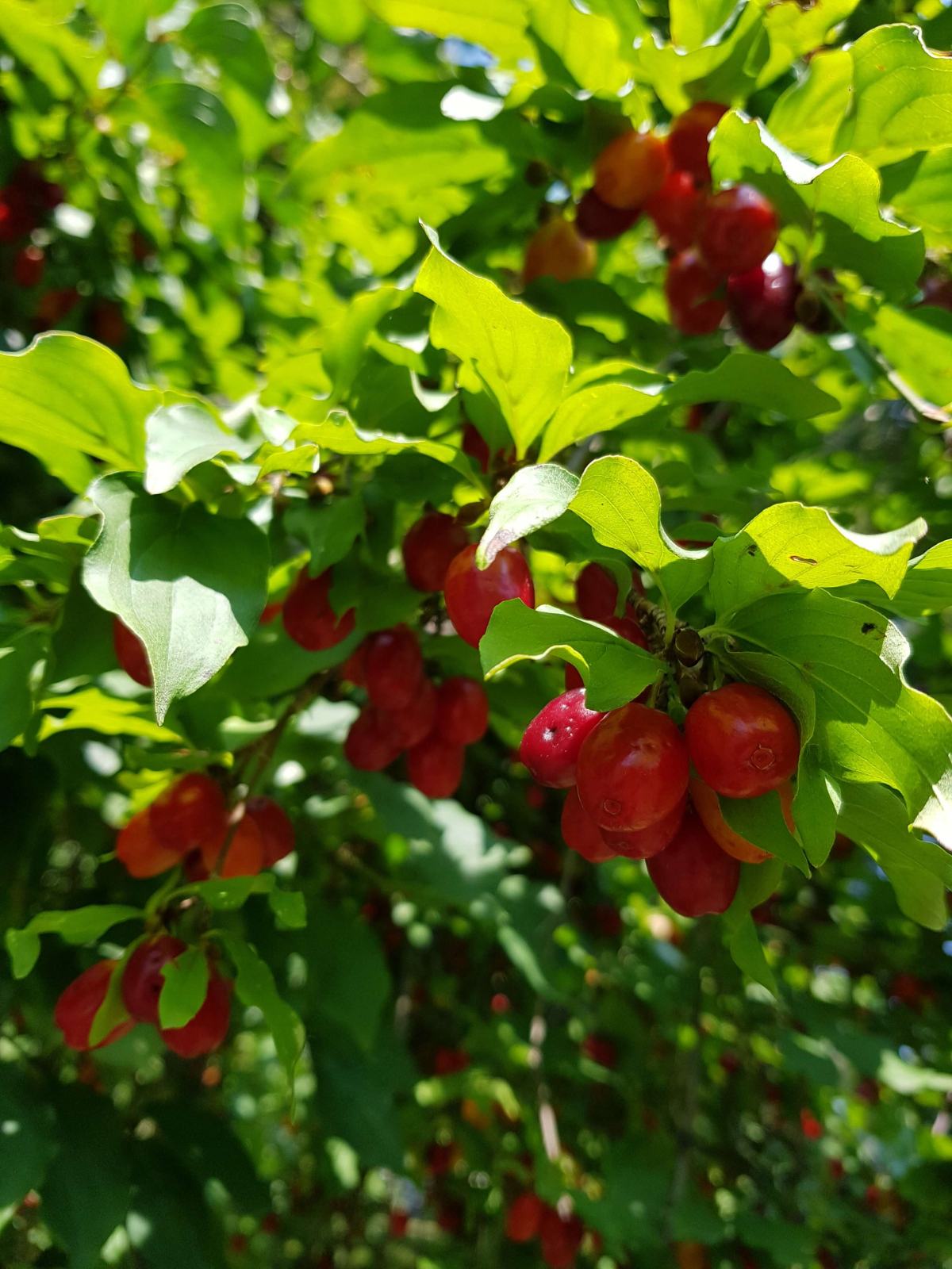 DREN - CORNUS MAS