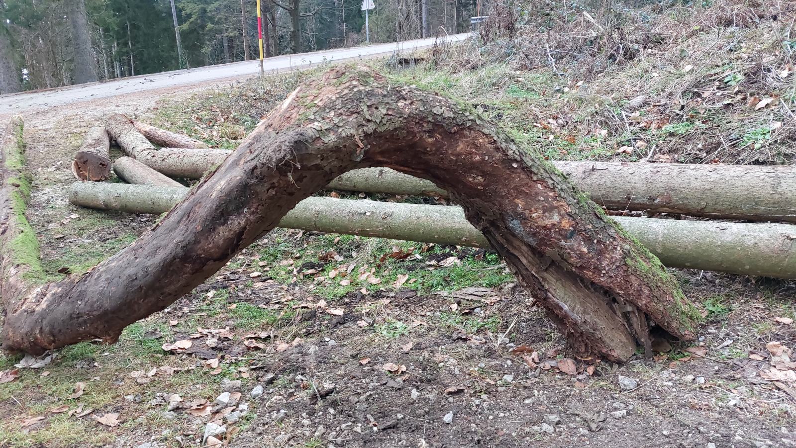 Hlod češple hruške