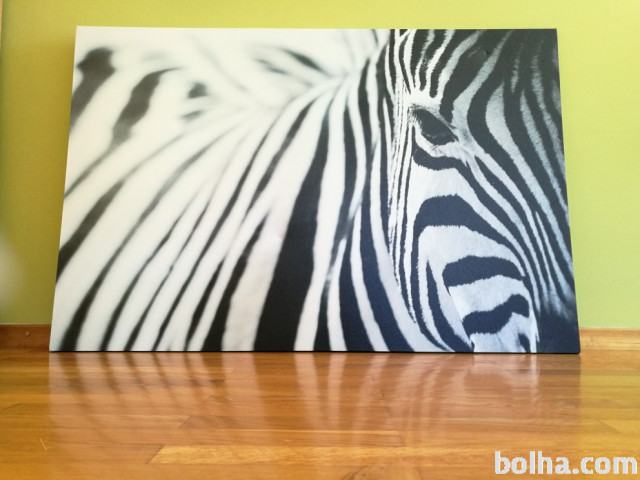 Zebra - slika