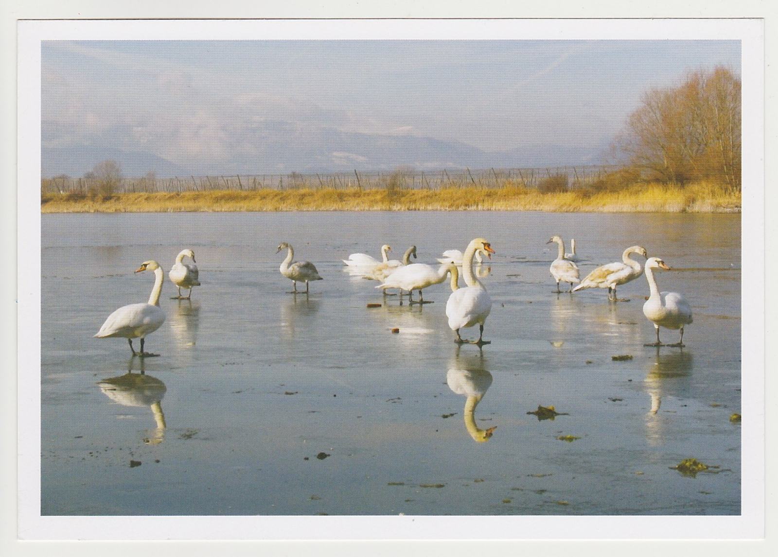 Žalec ribnik Vrbje 2009 labod