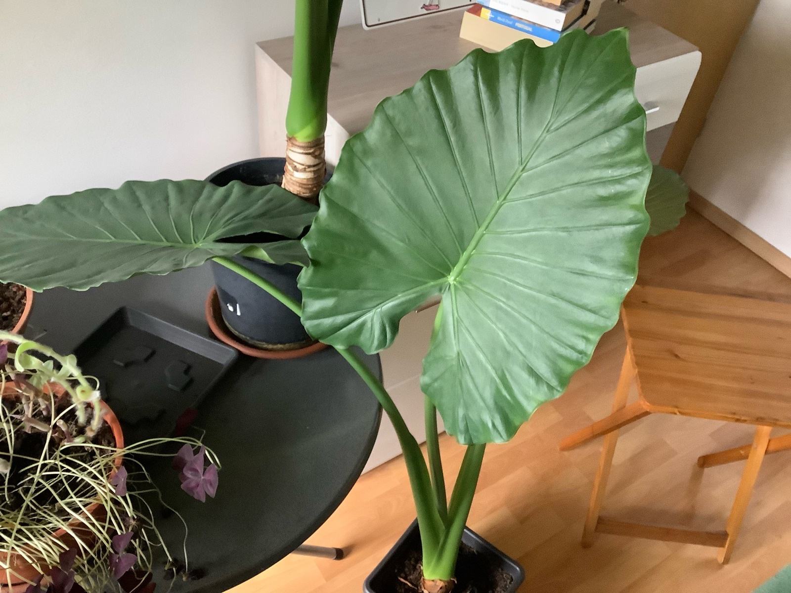 Adam (Alocasia macrorrhiza) (L)