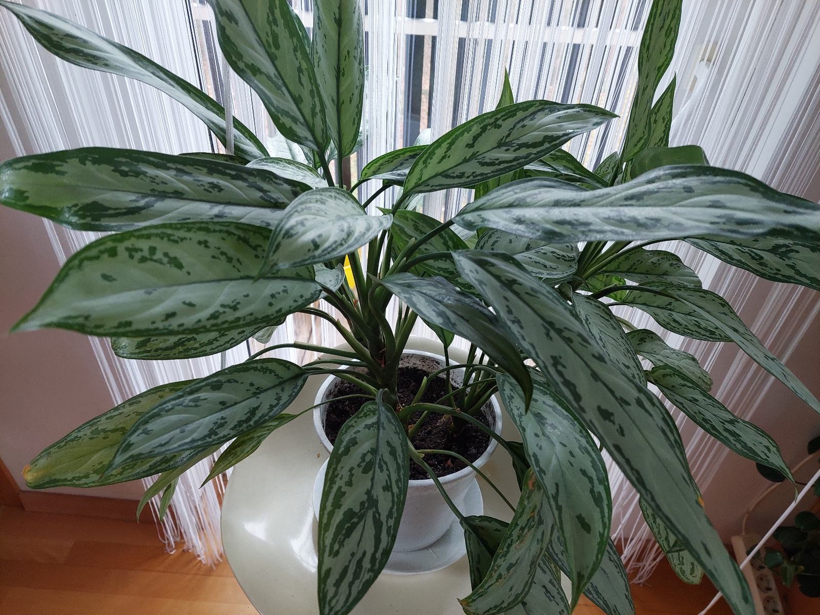 Aglaonema