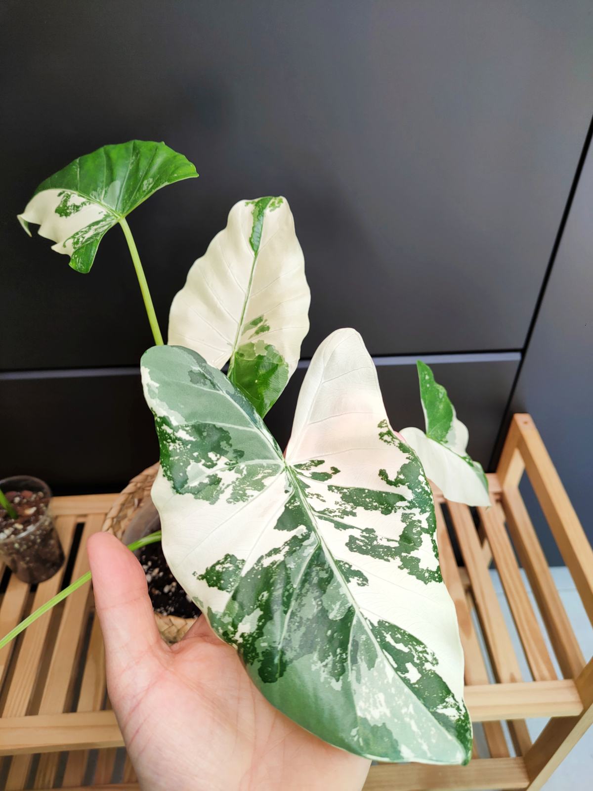 Alocasia Macrorrhiza variegata oz. variegiran adamov list / slonje uho
