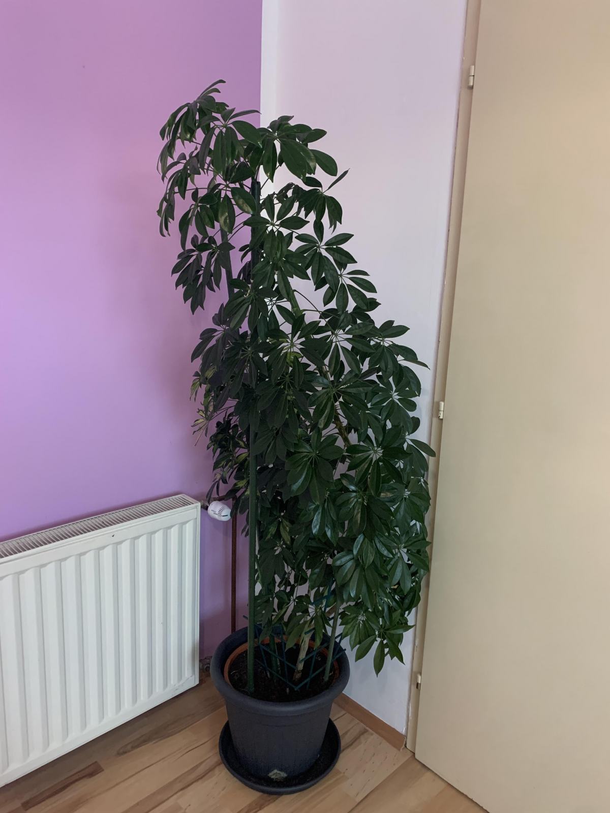 Drevesasta šeflera - Schefflera arboricola - sobna rastlina - 170x60cm