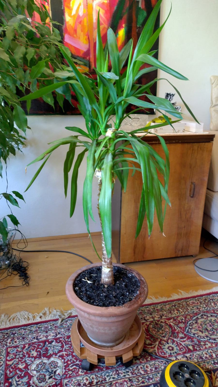 Drevo življenja - Yucca - Juka - Dracena