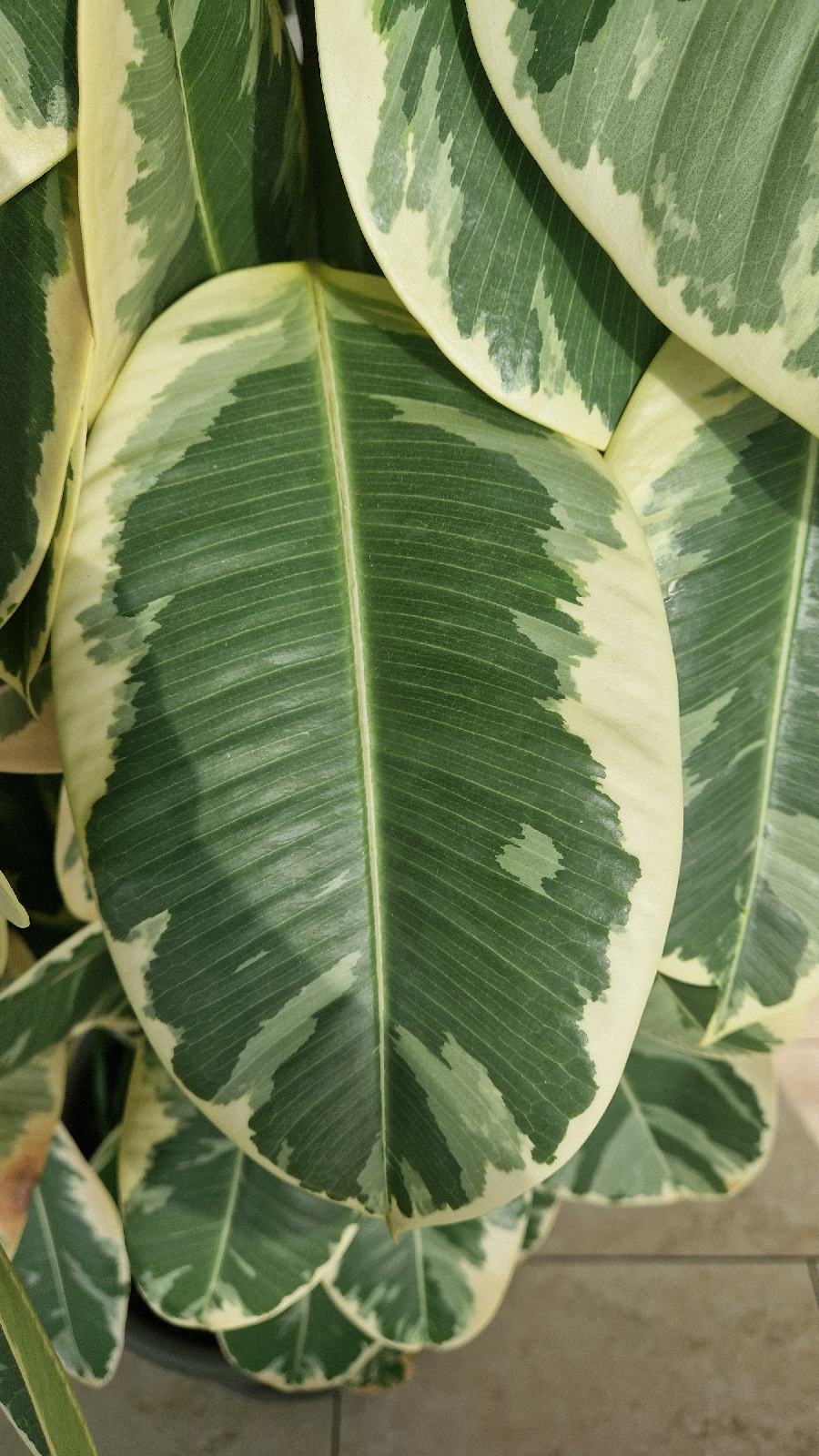 Fikus Elastika Robusta