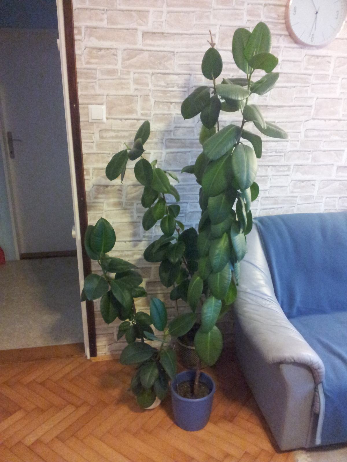 Fikus