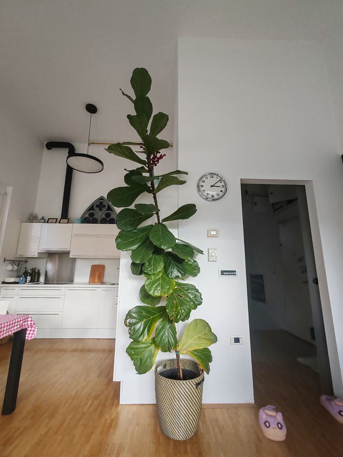 Fikus