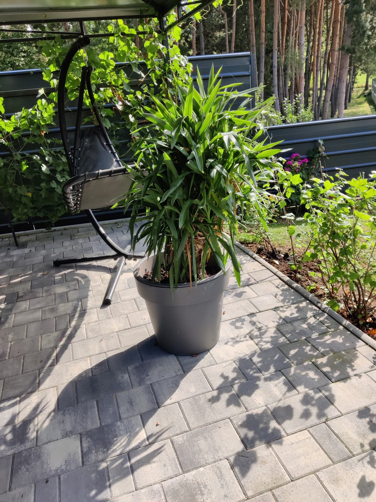 Juka (Yucca) 155 cm