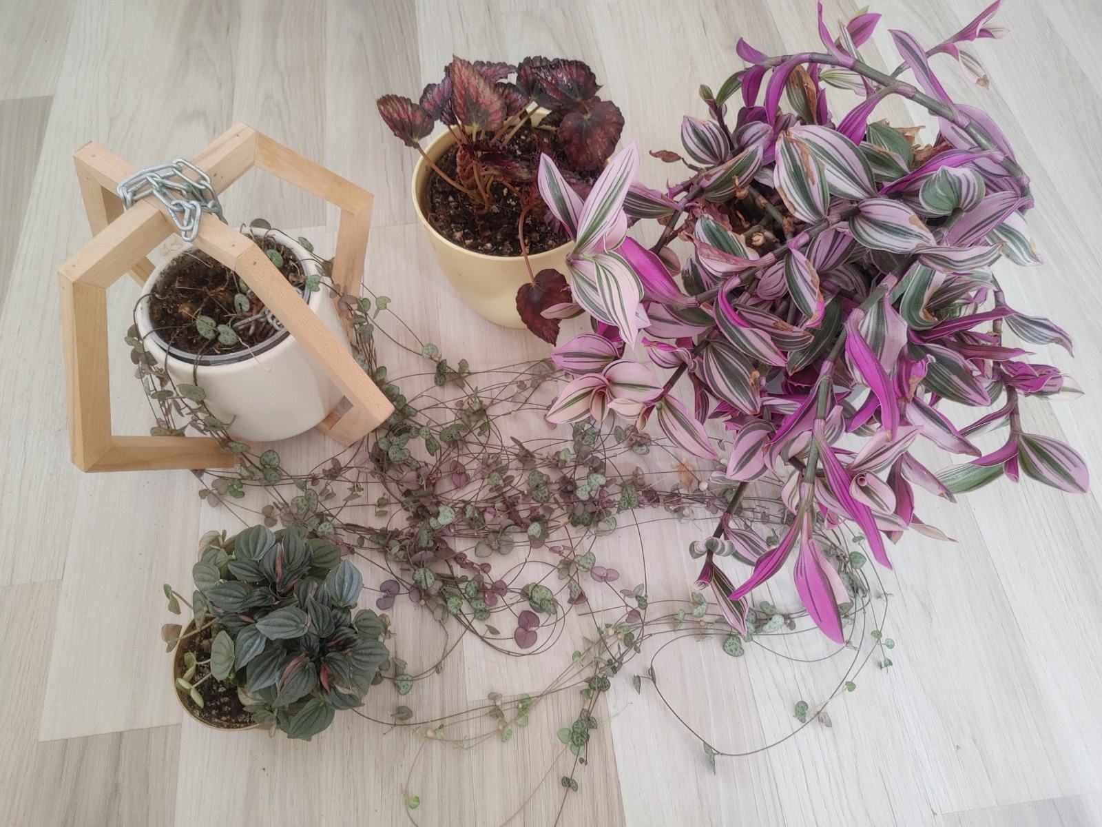 Komplet sobnih rastlin