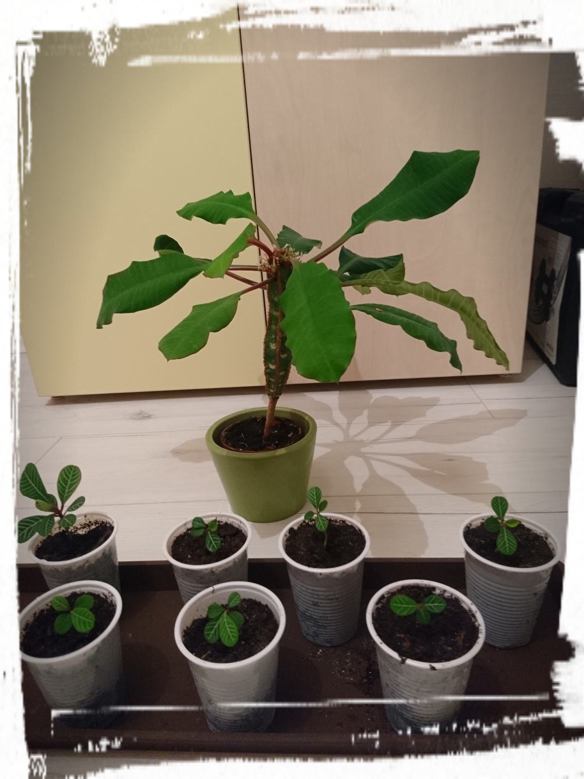 Madagaskarski dragulj, palma, seme