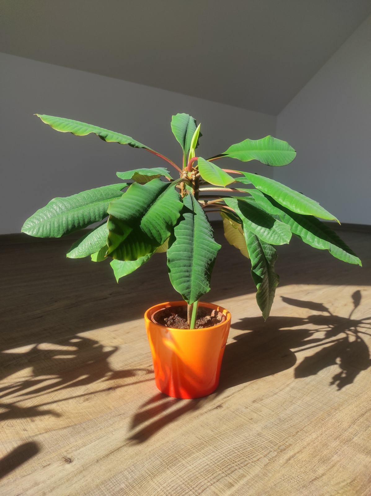 Madagaskarski dragulj