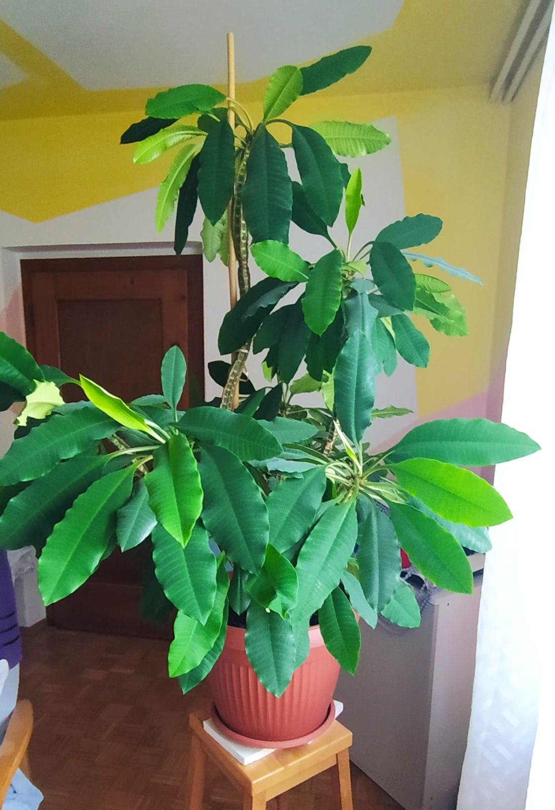 Madagaskarski dragulj