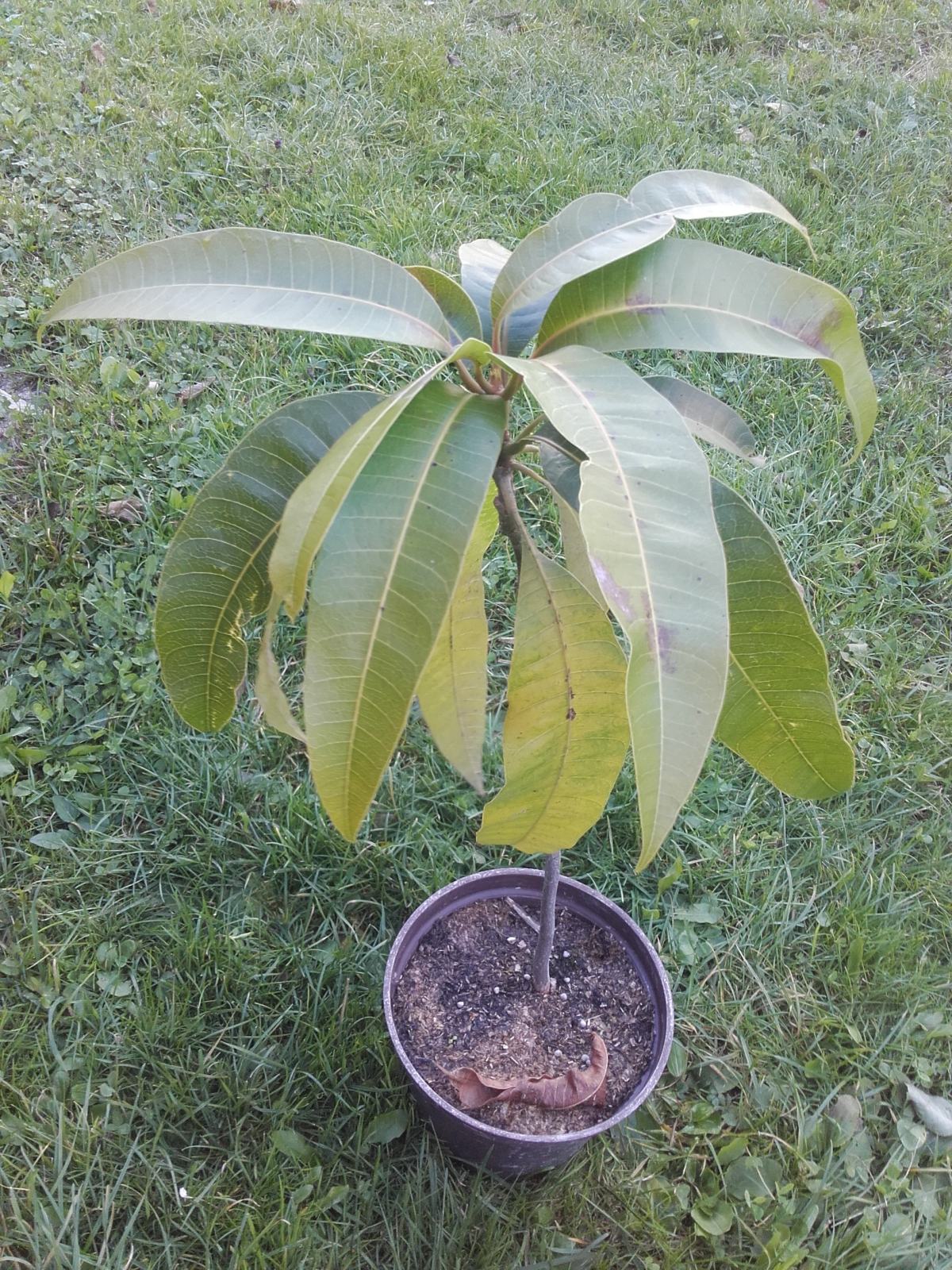 Mango - sadika (mangovec Mangifera)