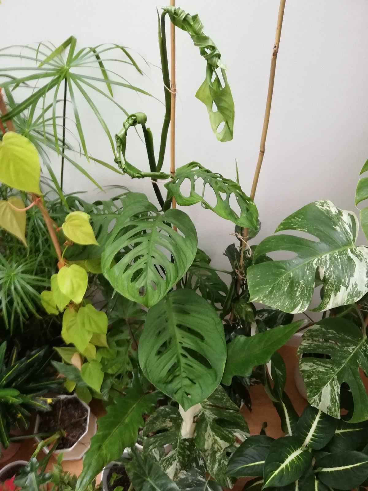 monstera esqueleto