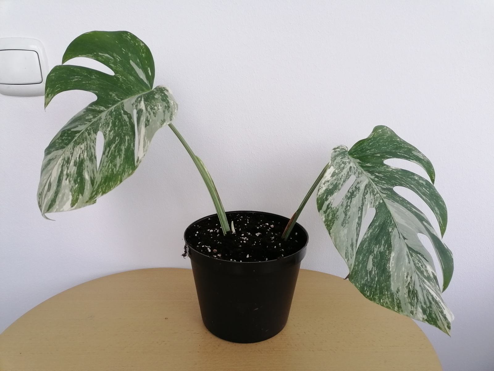 Monstera variegata (2)