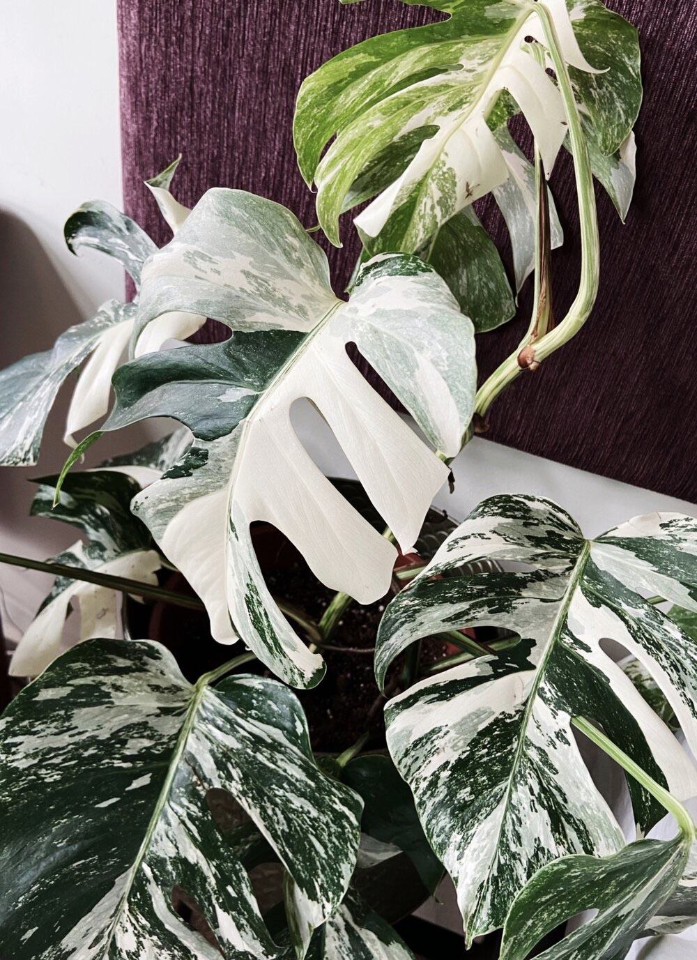 monstera variegata