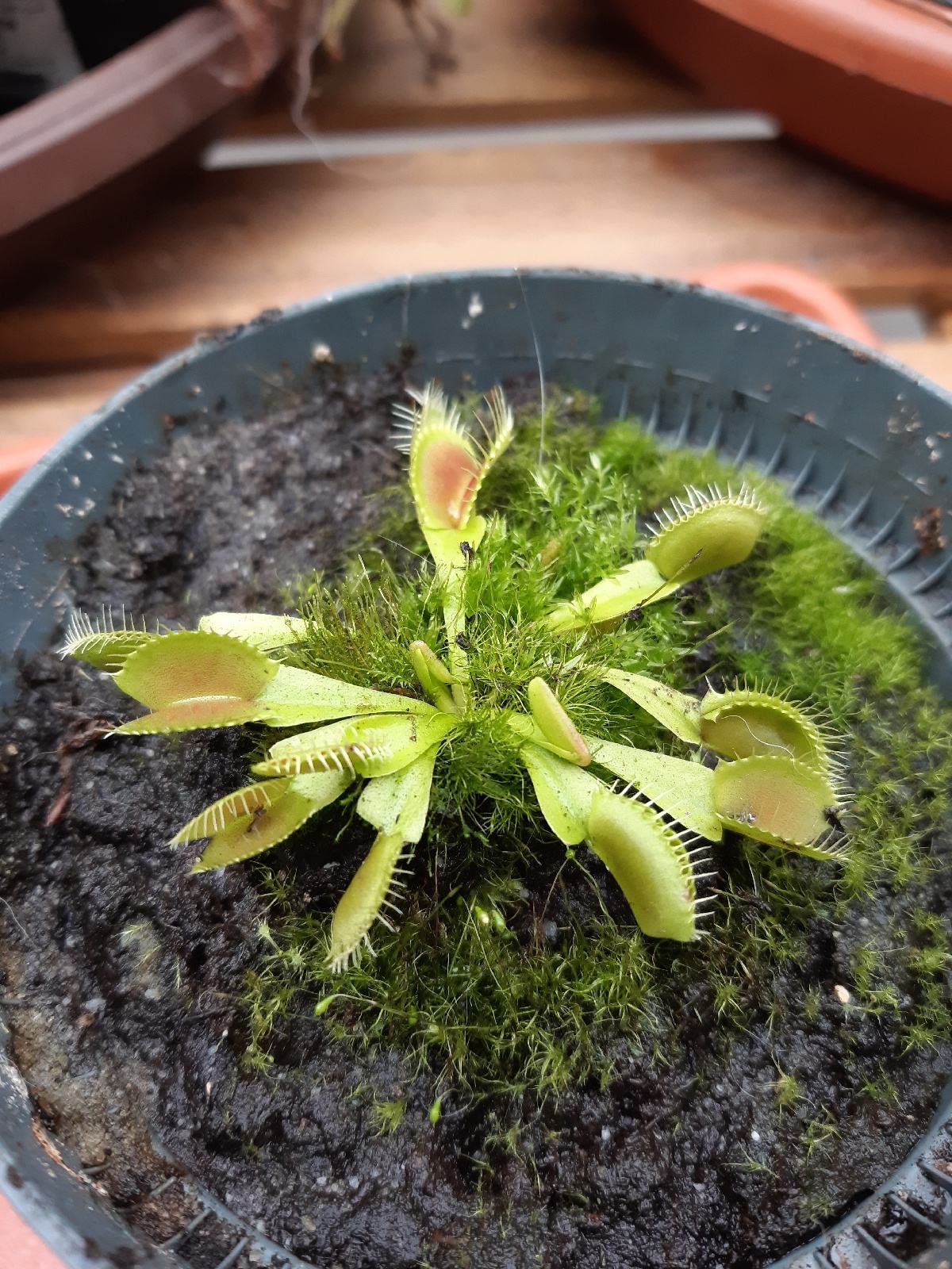 Muholovka (Dioanea muscipula)