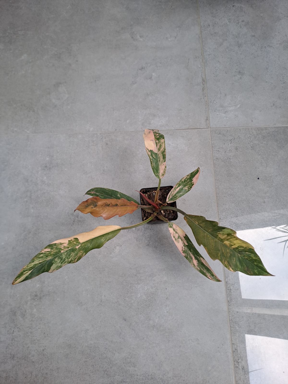 philodendron caramel marble