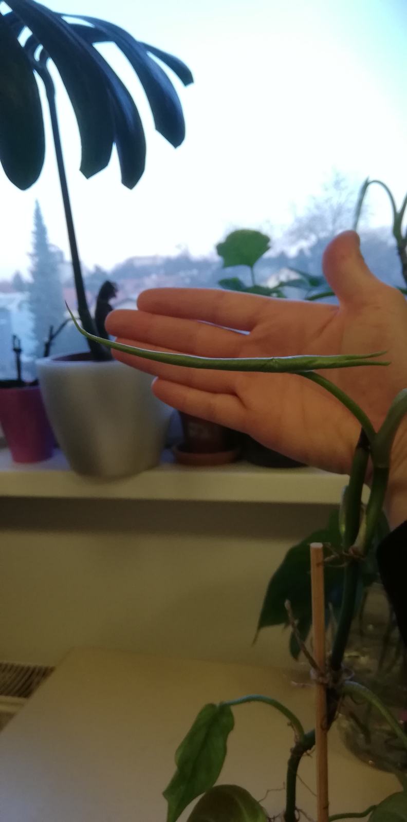 Philodendron, filodendron Camposportoanum